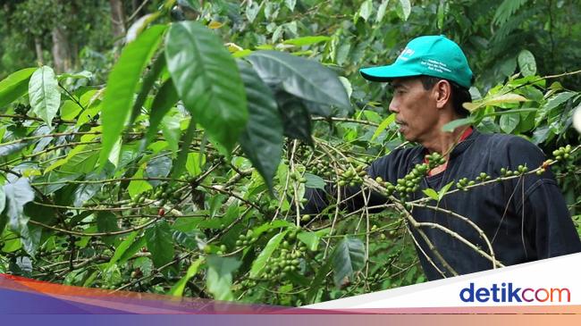 Tanam Paksa hingga Upaya Petani Kopi Priangan Menuju Sejahtera