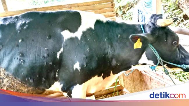 LSD Menyebar Cepat di Trenggalek, 103 Sapi Terjangkit-2 Ekor Mati LSD Menyebar Cepat di Trenggalek, 103 Sapi Terjangkit-2 Ekor Mati