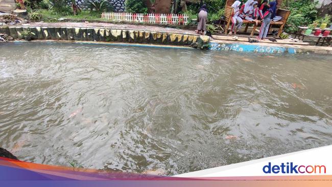 Sungai Keruh di Cianjur Diubah Jadi Tempat Budidaya Ikan Hias Ciamik