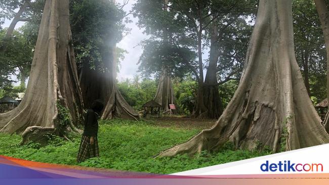 Melihat Pohon Raksasa yang Viral di Lombok, Mirip di Film Jurassic Park