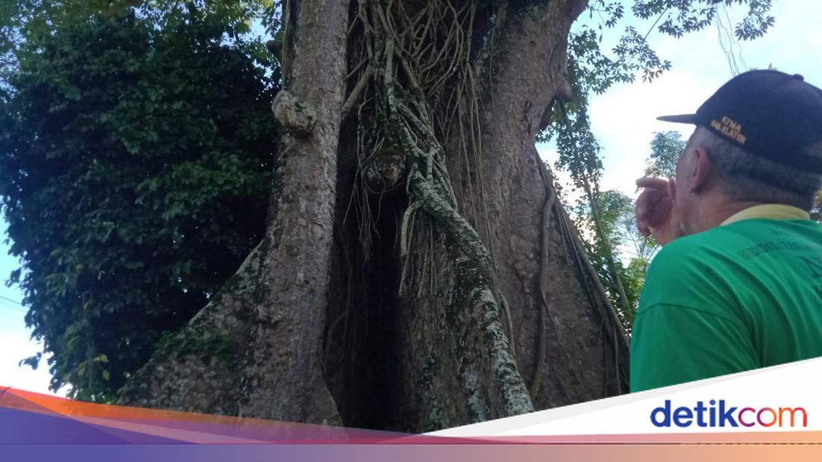 Pohon Randu Alas Segede Bak Truk di Klaten Konon Berkaitan Asal-usul Desa