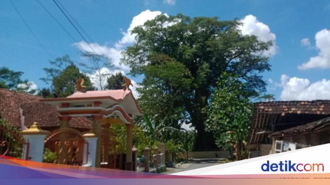 Potret Pohon Randu Alas Segede Bak Truk di Randulanang Klaten