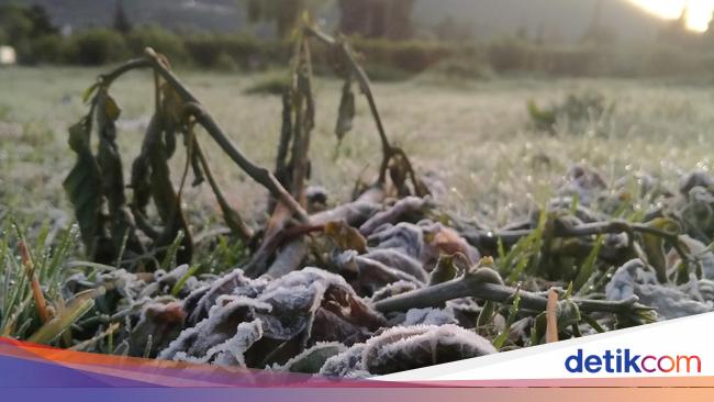 Muncul Embun Es di Dieng, Suhu Udara Tercatat 1,49 Derajat Celsius