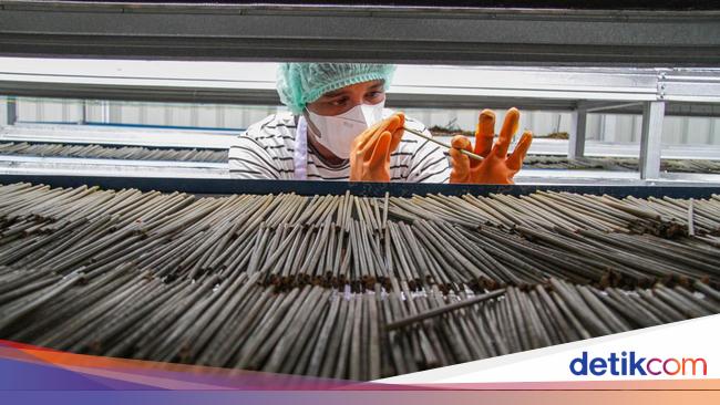 Intip Produksi Sedotan dari Rumput di Palangka Raya