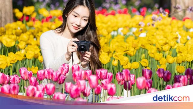 8 Arti Bunga Tulip Berdasarkan Warna, Lambang Cinta hingga Harapan