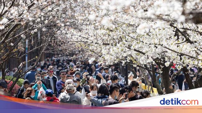 Saat Bunga Sakura Bermekaran, Bukan di Jepang tapi di China
