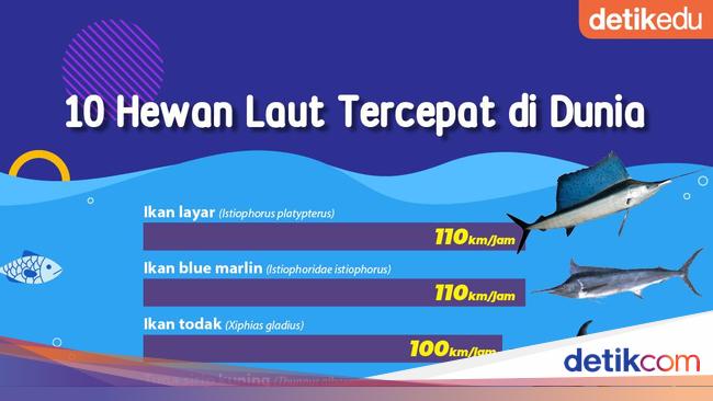 10 Hewan Tercepat di Lautan, Ada yang Tembus 110 KM/Jam