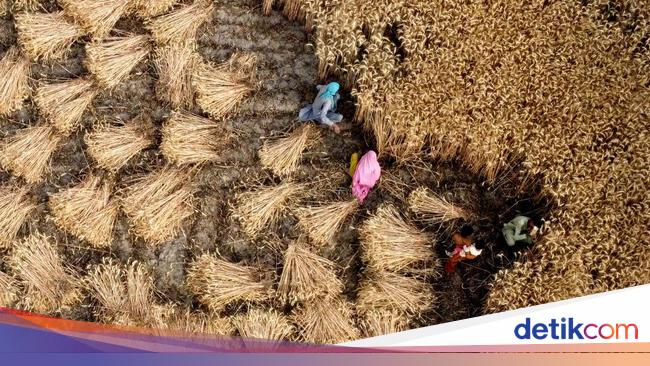 Melihat Panen Gandum di Pakistan