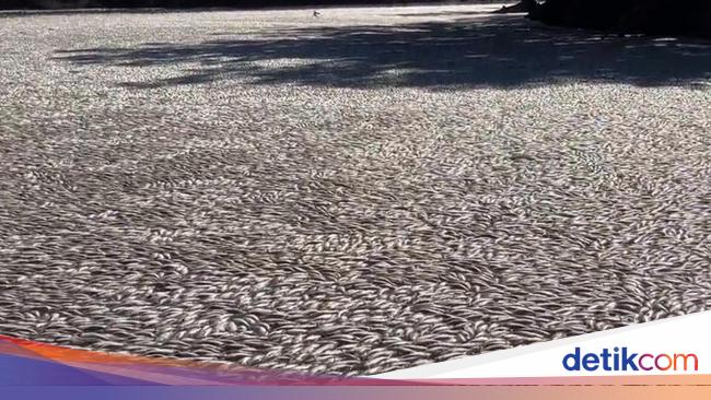Ngeri! Ratusan Ribu Ikan Mati di Sungai Australia