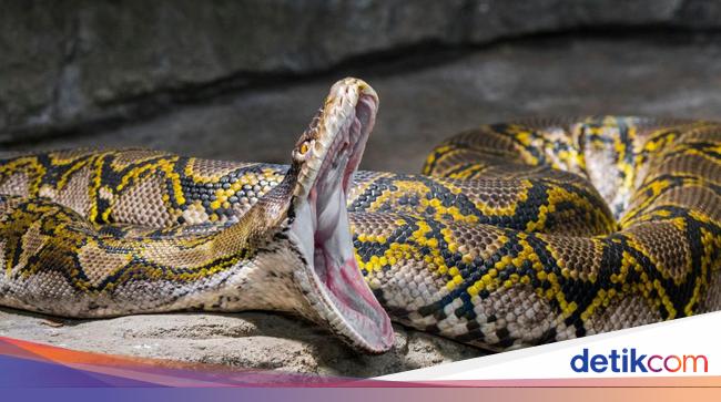 Ini 4 Jenis Ular Terbesar di Dunia