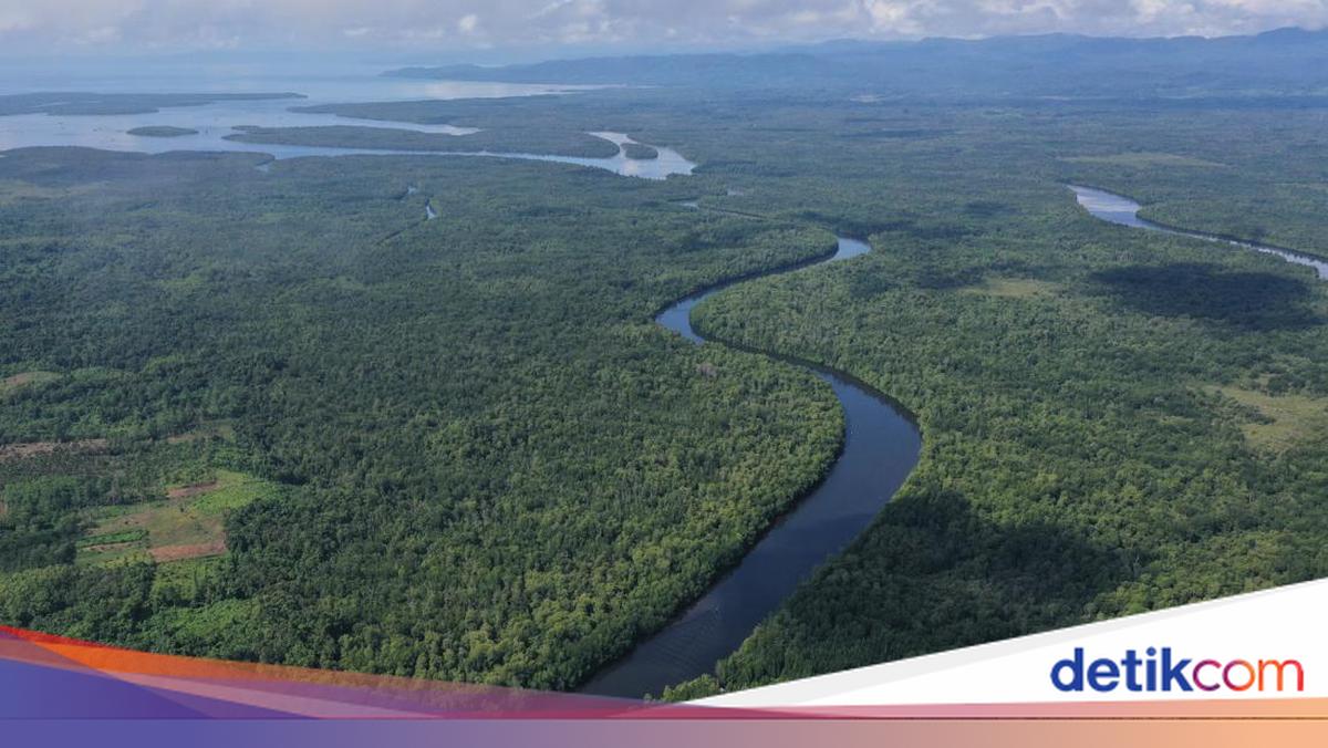 Optimalkan FOLU, Indonesia Perluas Hutan Mangrove untuk Tekan Emisi