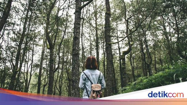Hari Hutan Internasional 21 Maret: Sejarah, Tujuan, Tema dan Cara ...