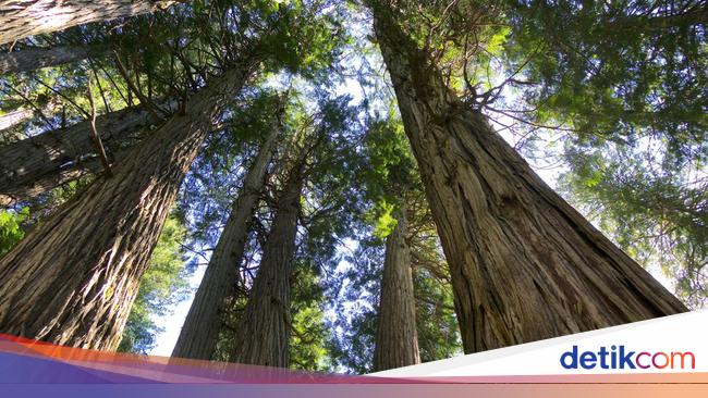 Sejarah dan Tema Hari Hutan Internasional 2023