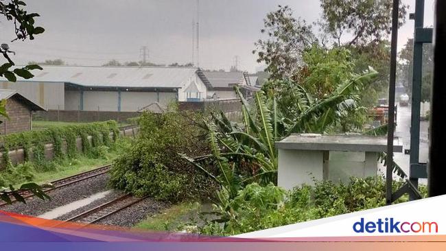 Pohon Besar Tumbang Timpa Rel Kereta Api di Manukan Kulon Surabaya