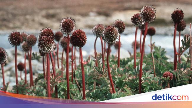 Jenis Tumbuhan Ini Dapat Hidup di Kutub, Dari Lumut hingga Rerumputan
