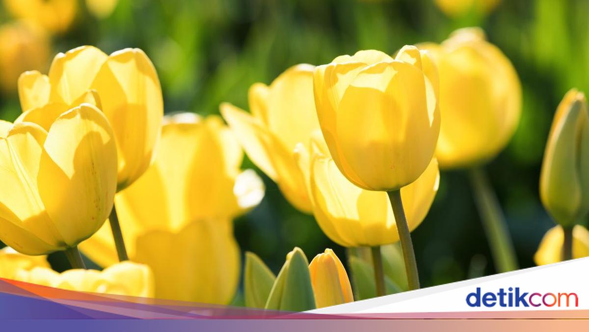 7 Makna Bunga Tulip Berdasarkan Warnanya, Jangan Salah Pilih!