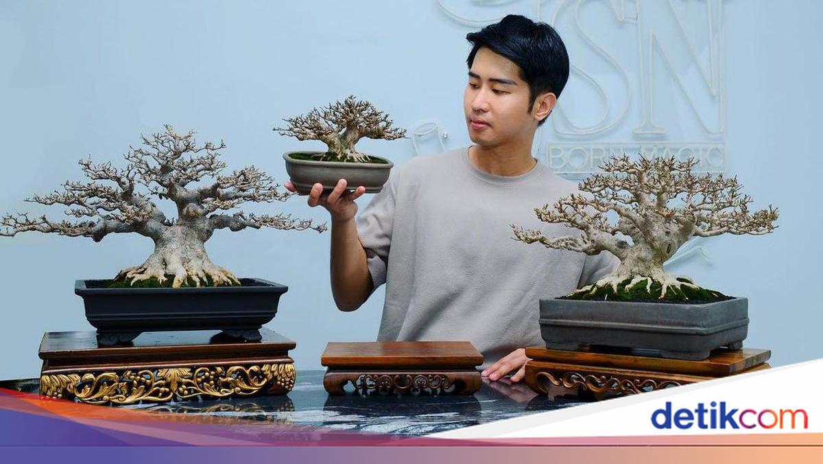Berawal Iseng Budidaya Bonsai, Pesulap Jusin Clasic Raih Investasi ...