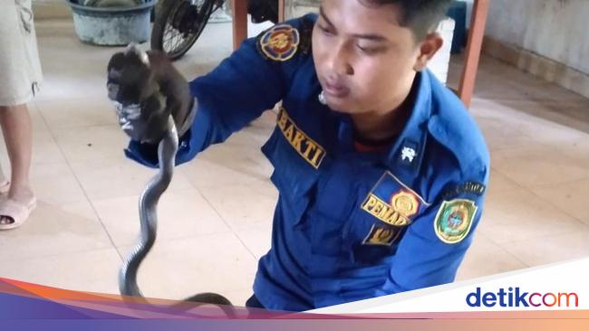 Hii! Ular Kobra Jawa Ngumpet di Rumah Warga Parangtritis Bantul