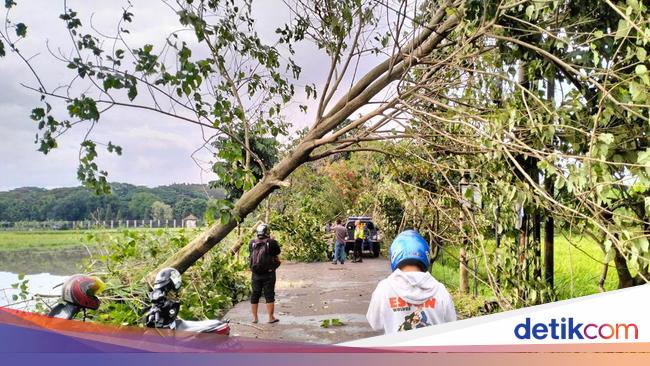 Hujan Disertai Angin Kencang Terjang Bandung, Sejumlah Pohon Tumbang