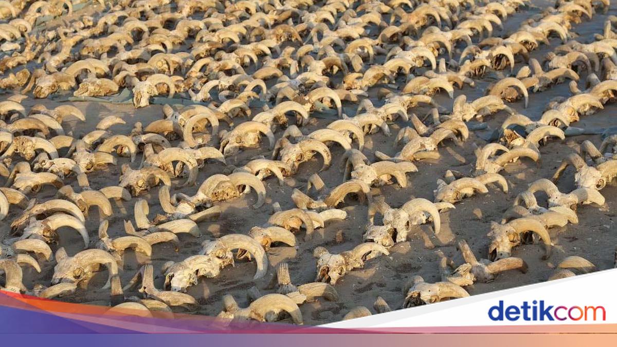 Wow! 2.000 Mumi Kepala Domba Jantan Ditemukan di Kuil Ramses II