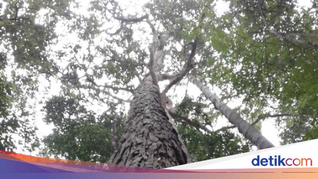 Pohon Langka Bernilai Itu Selamat di Hutan Adat