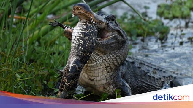 Misteri Perilaku Kanibalisme Terungkap