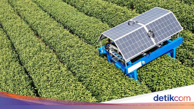 Canggih, Robot Pemetik Teh di China Ini Pakai Teknologi Fotovoltaik