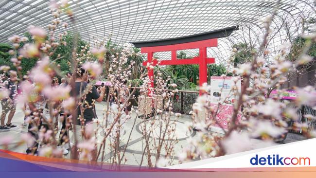 Buat Liburan Berkesan, Indahnya Bunga Sakura Bermekaran Ada di Singapura