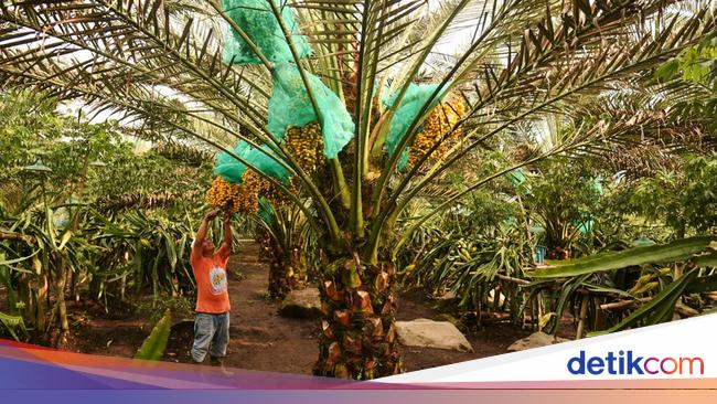 Melihat Kebun Kurma di Tanah Karo