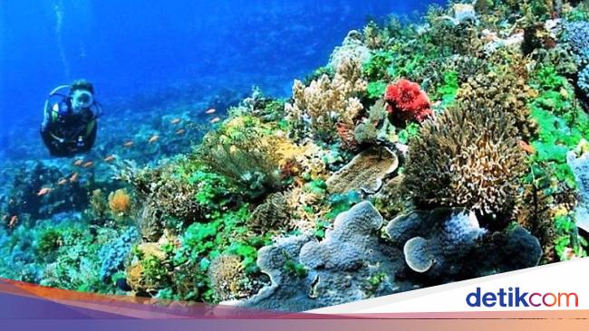 Taman Laut Taka Bonerate, Surga Bawah Laut di Selayar