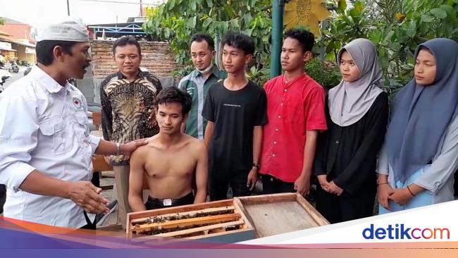 Mengenal Terapi Sengat Lebah Ala Komunitas Peternak Kota Tegal