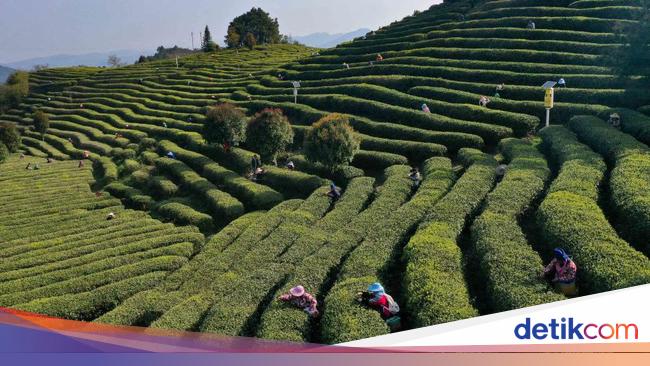 Potret Kebun Teh Ini Bikin Hati Adem