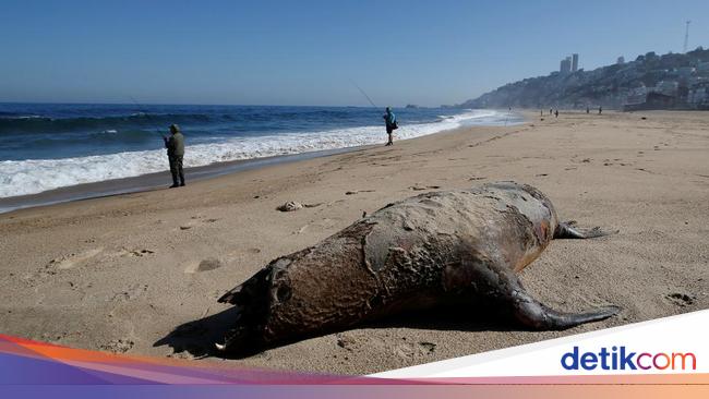 Penampakan Singa Laut Mati Terinfeksi Flu Burung di Pantai Chile