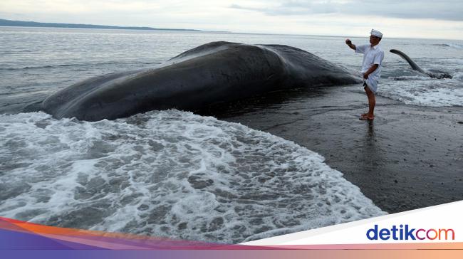 Terjawab! Ada 5 Penyebab Fenomena Paus Mati Terdampar di Laut Bali