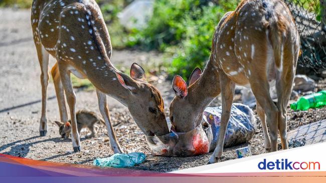 Potret Miris Rusa di Sri Lanka Makan Sampah Plastik, Belasan Ekor Mati