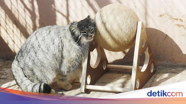 Kucing Gembul Memang Menggemaskan, Tapi Menyimpan Bahaya Ini