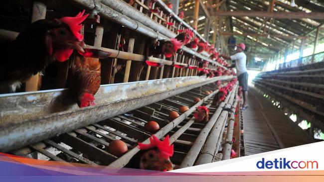 Harga Telur Ayam Ras di Tingkat Peternak Turun