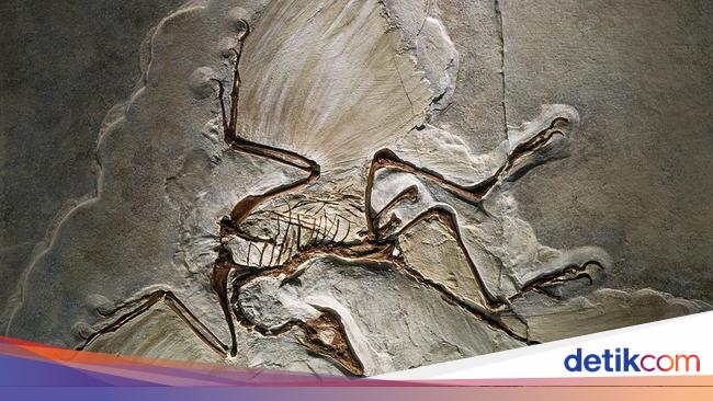 Inilah Hewan yang Ungkap Burung Berasal dari Dinosaurus