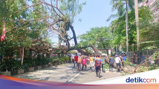 Brak! Tak Ada Hujan dan Angin, Pohon Tumbang Timpa 3 Orang di DTC Wonokromo