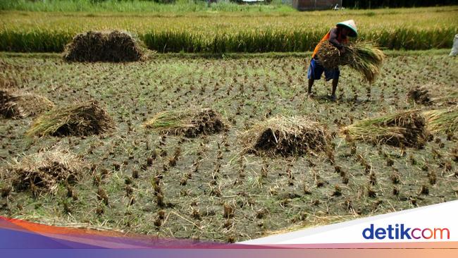 Stok Beras Diklaim Aman, Ada Panen Raya Maret-April