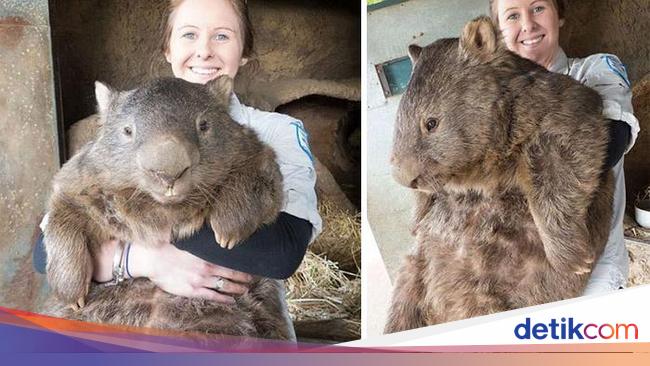 Aneka Potret Hewan Berukuran Raksasa