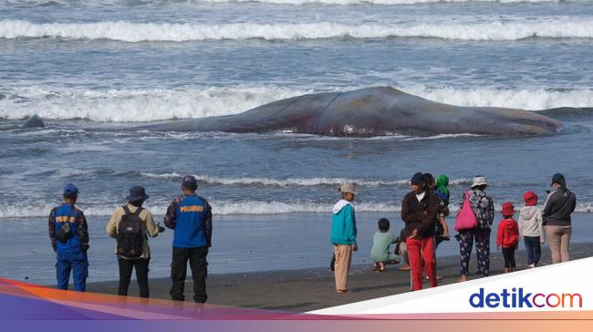 5 Sebab Banyak Paus Mati Terdampar di Bali