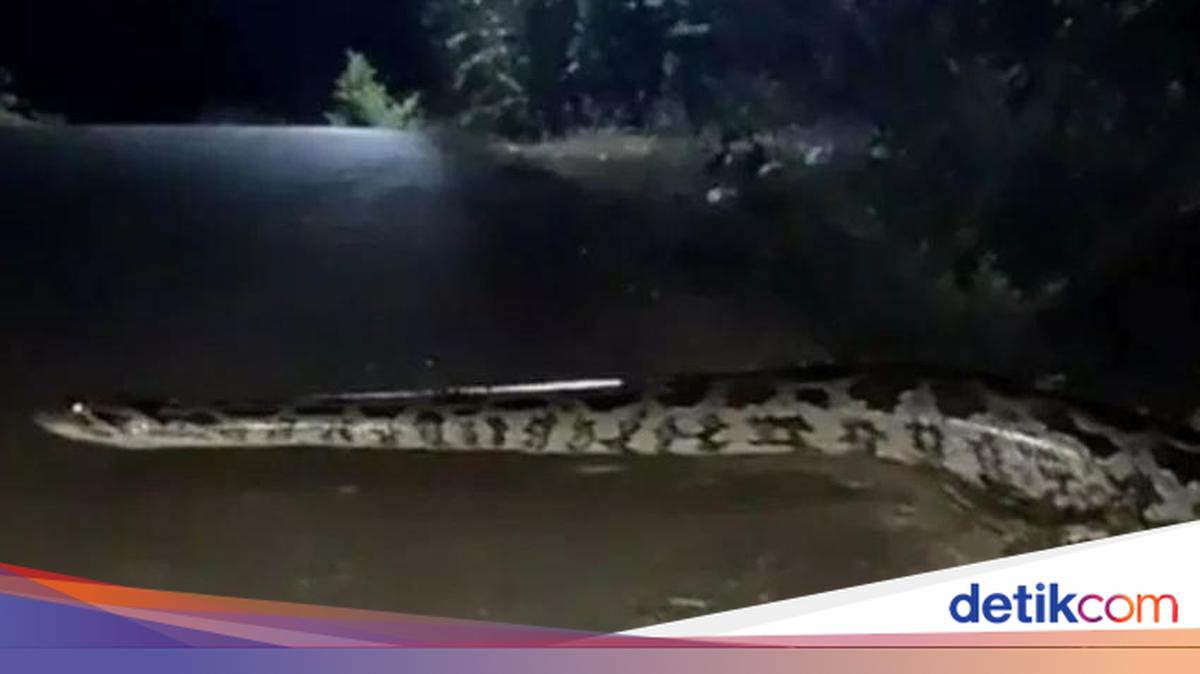 Heboh Ular 10 Meter Teror Mahasiswa Unhas Makassar, Kampus Tegaskan Hoax!