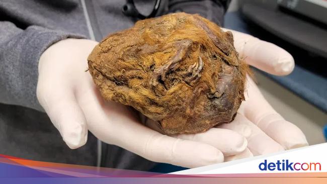 Teridentifikasi! Fosil Berbulu di Kanada Ternyata Tupai dari Zaman Es