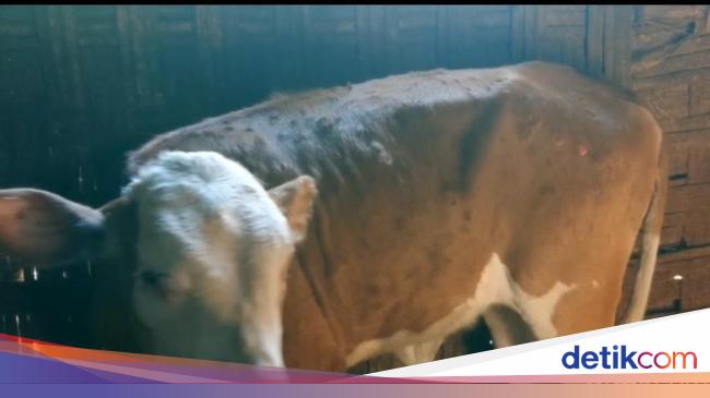 Gejala Sapi di Lamongan Kena Penyakit Lato-lato, Kulit Bentol hingga ...
