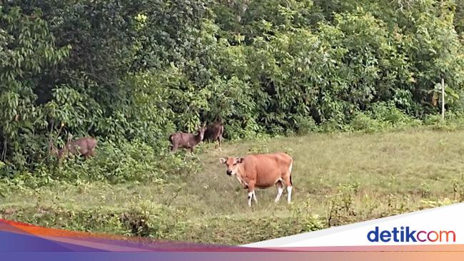 Banteng Betina yang Hidup Sendiri di Tengah Cagar Alam Pangandaran