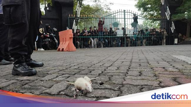 Ricuh Mereda, Mahasiswa Bakar Ban-Lempar Tikus ke Gedung DPRD Jateng