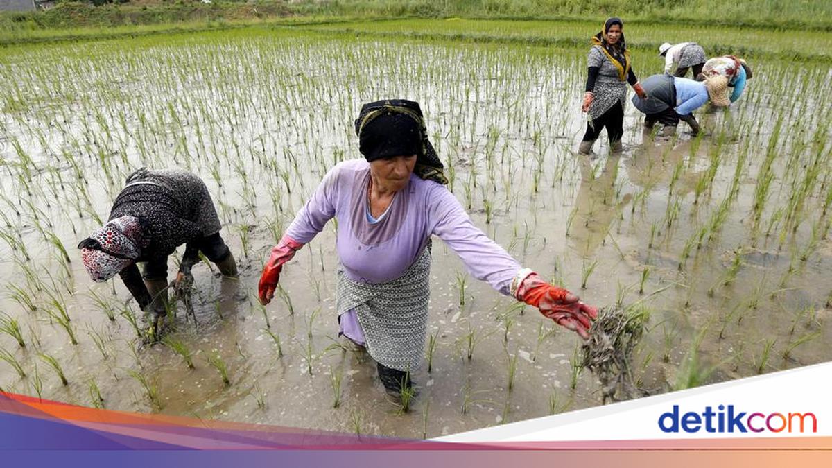 PBB: Kesetaraan Gender Bisa Hasilkan US$ 1 Triliun di Sektor Pertanian