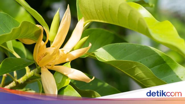 40+ Arane Kembang, Nama Bunga Dalam Bahasa Jawa