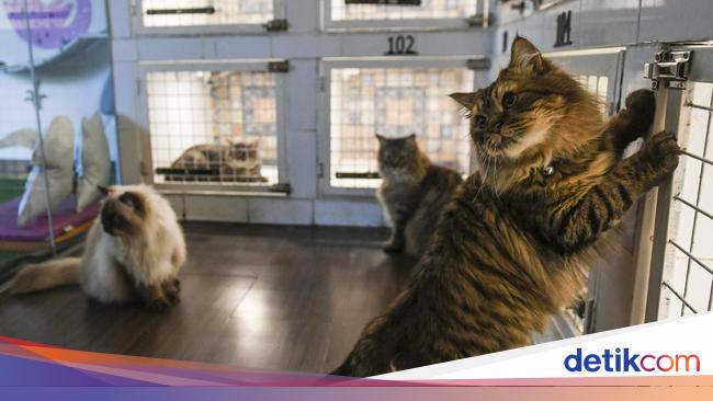 Ternyata Ini Fungsi Kumis pada Kucing, Salah Satunya untuk Deteksi Gerakan